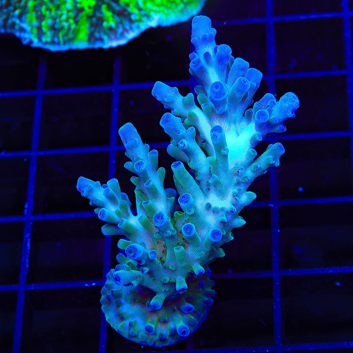 TSA Ice Tort Acropora XL Frag Coral – Top Shelf Aquatics