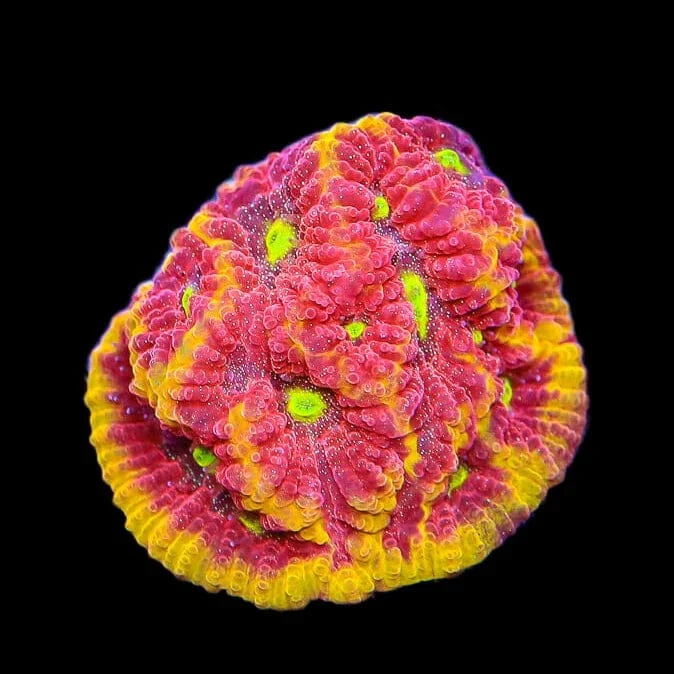 TSA Inferno Favia Coral – Top Shelf Aquatics