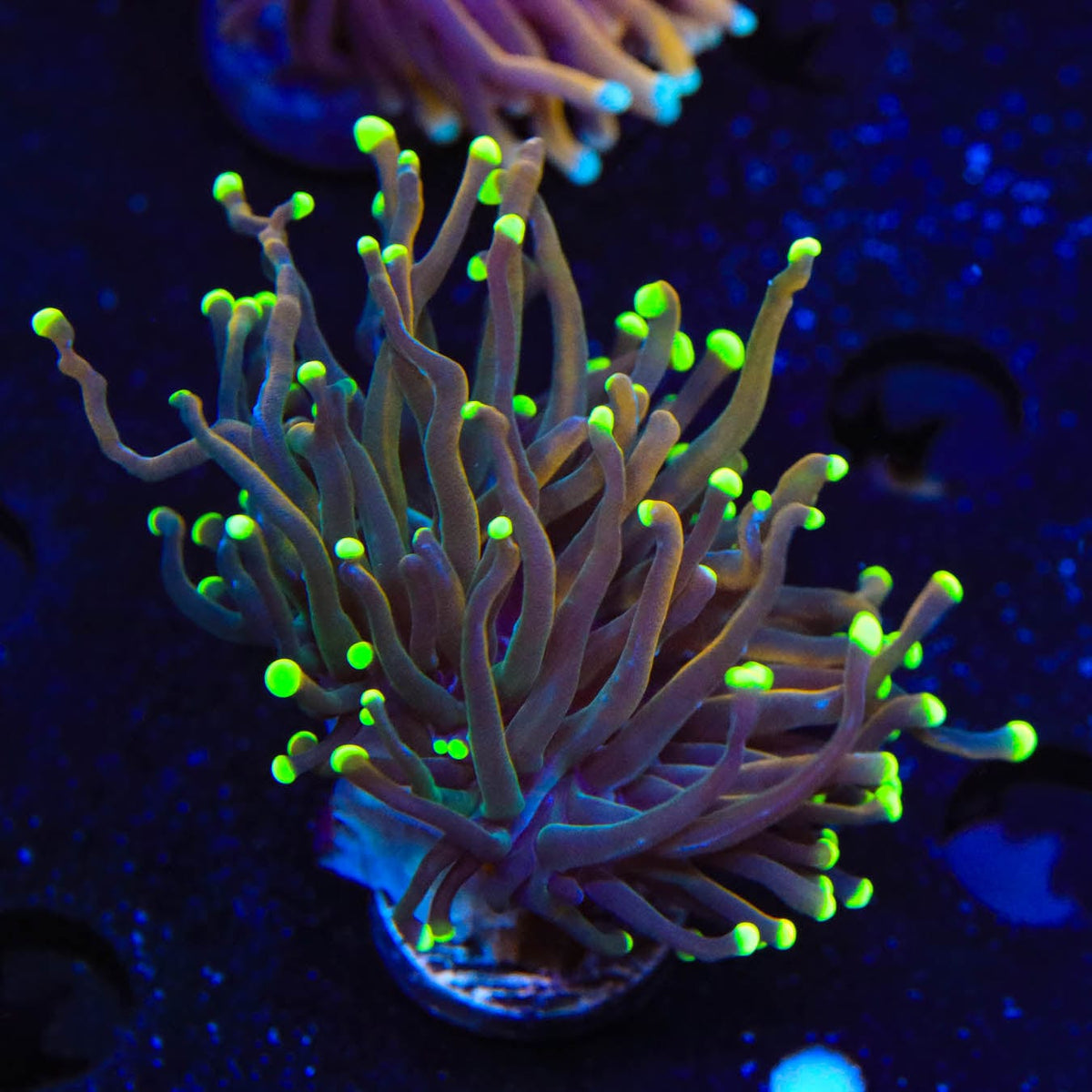 TSA Jester Insanity Torch Coral – Top Shelf Aquatics