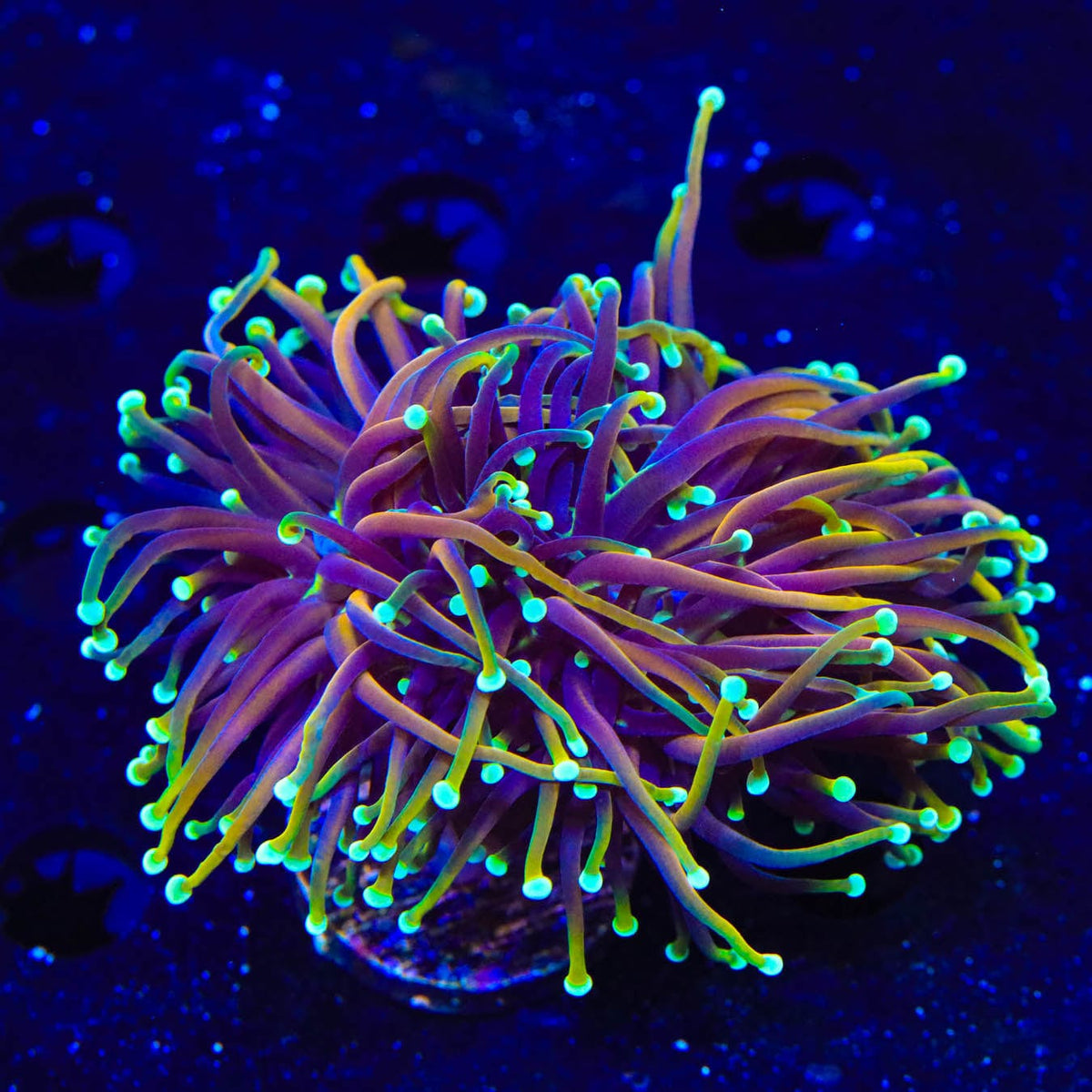 TSA Jester Insanity Torch Coral – Top Shelf Aquatics