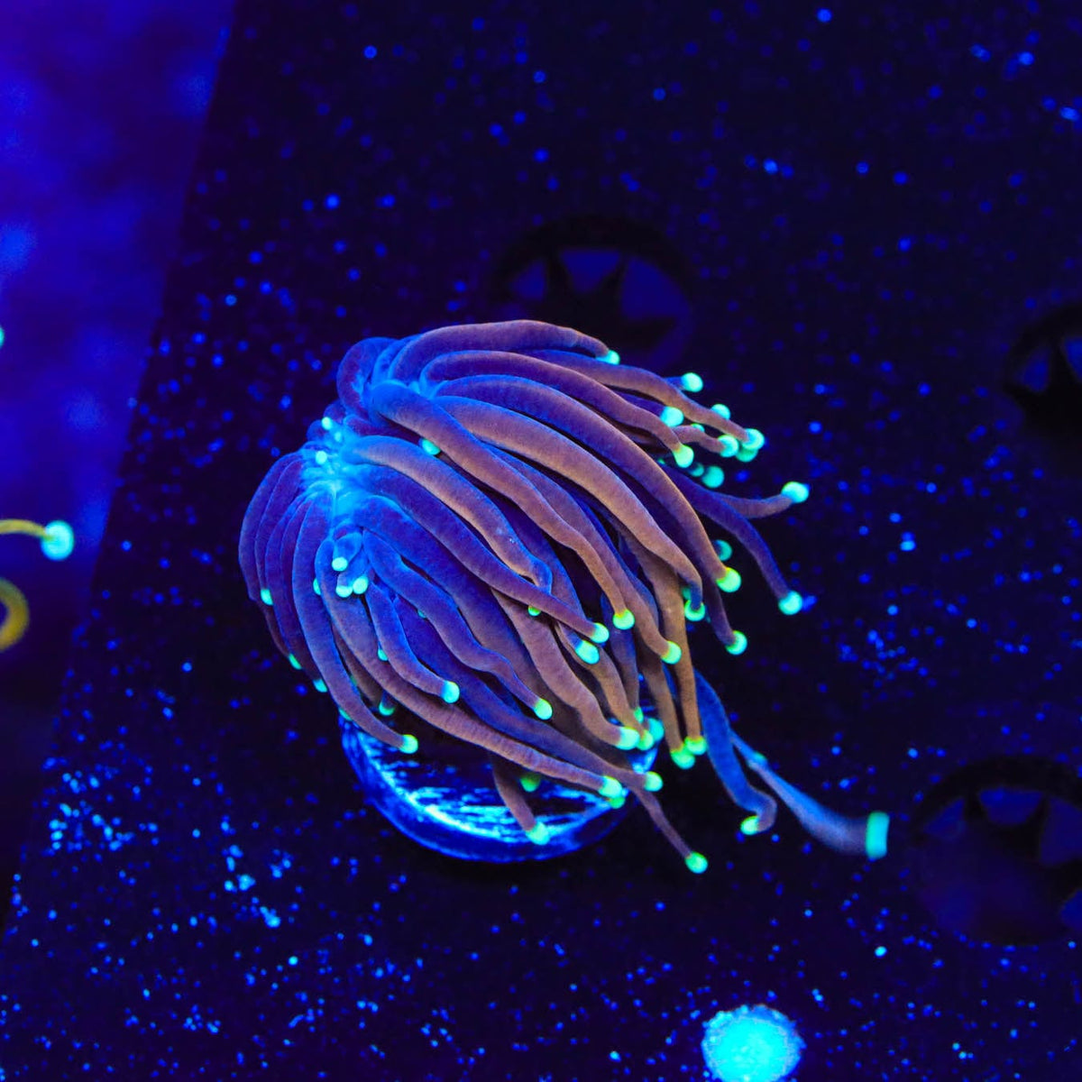 TSA Jester Insanity Torch Coral – Top Shelf Aquatics