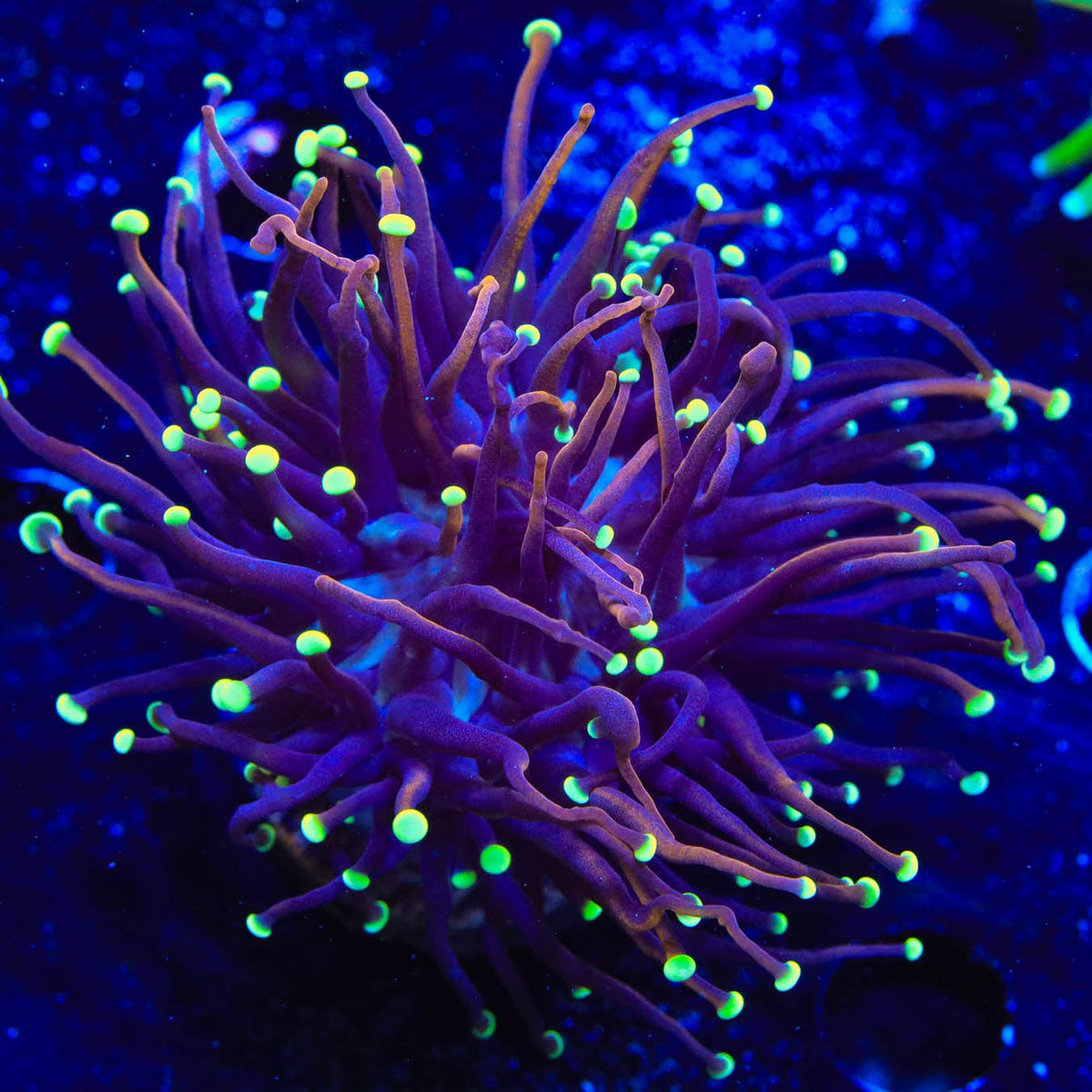 TSA Jester Insanity Torch Coral – Top Shelf Aquatics
