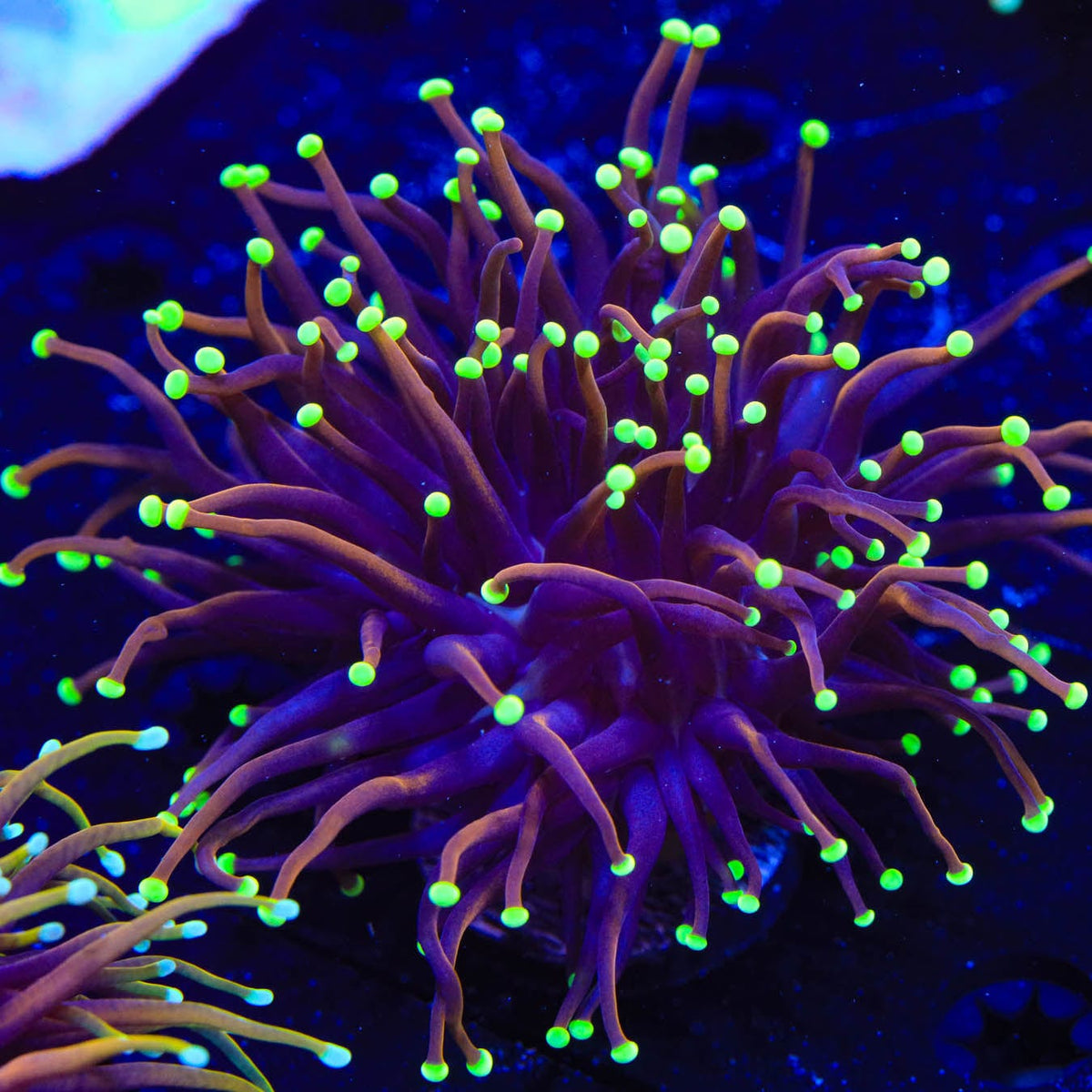 TSA Jester Insanity Torch Coral – Top Shelf Aquatics