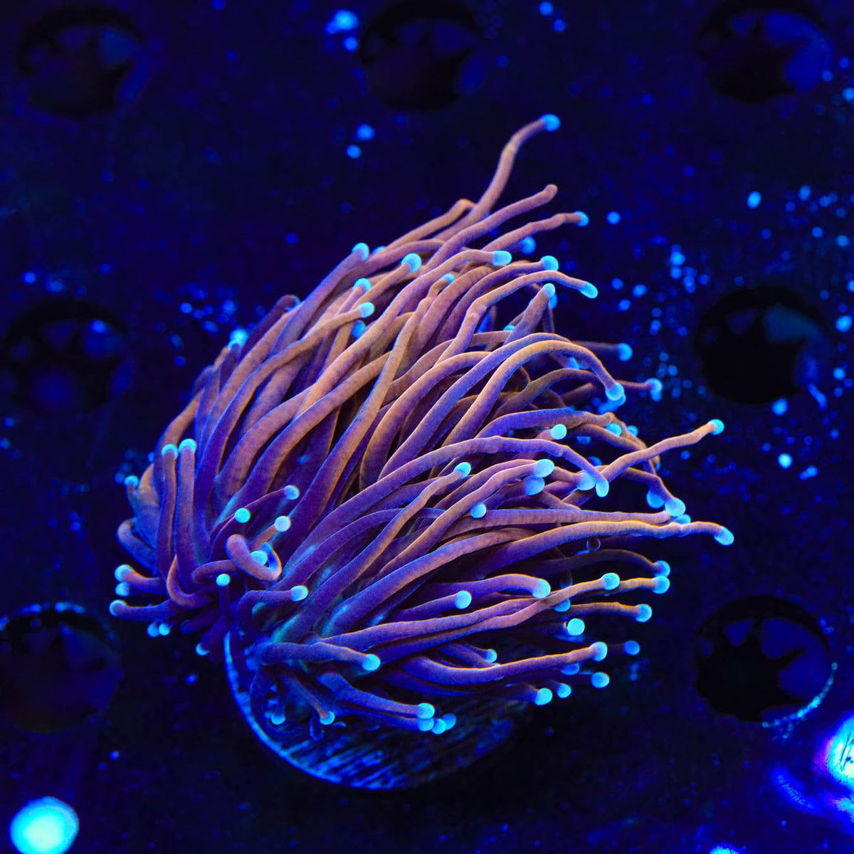 TSA Jester Insanity Torch Coral – Top Shelf Aquatics
