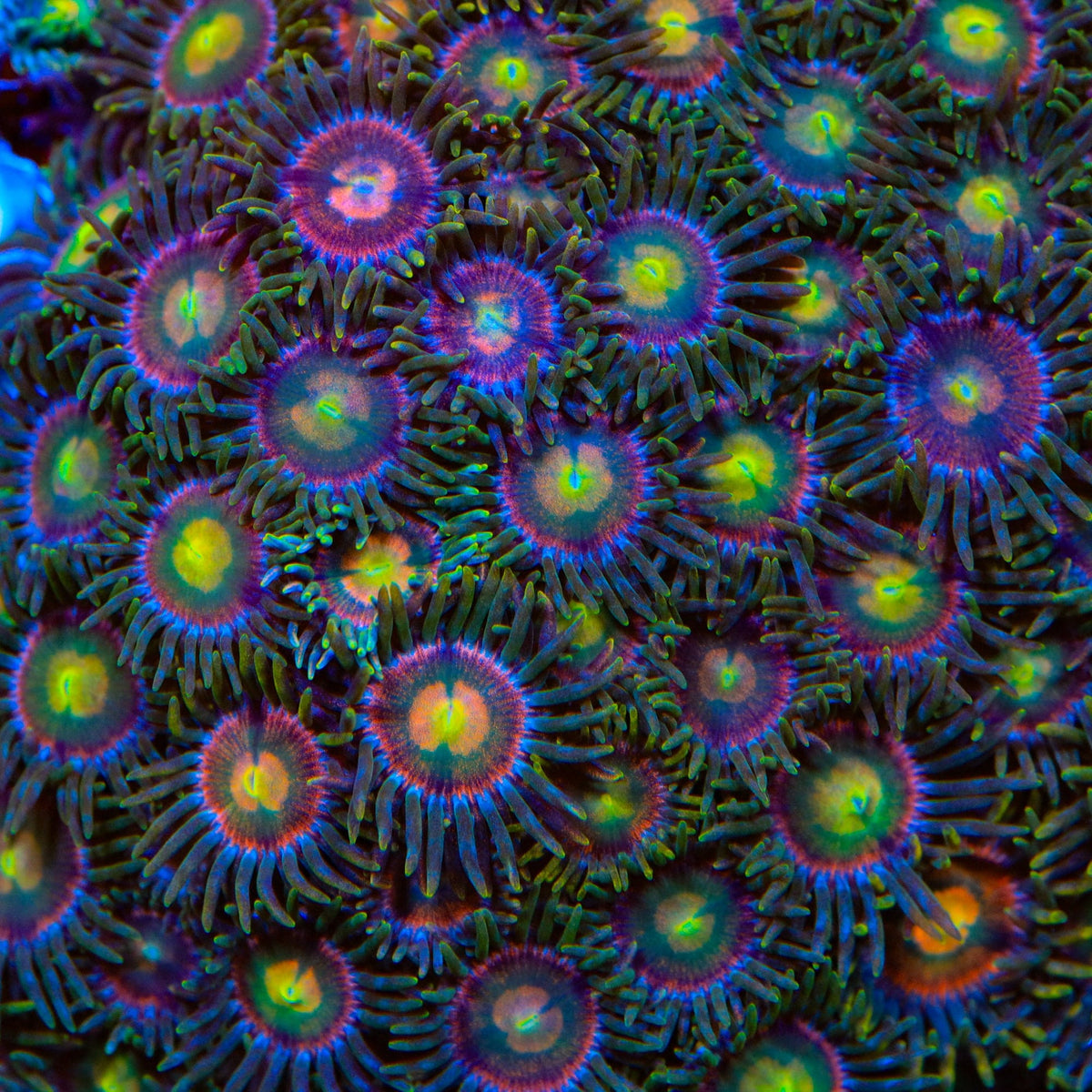 Laser Lemon Zoanthids Coral – Top Shelf Aquatics