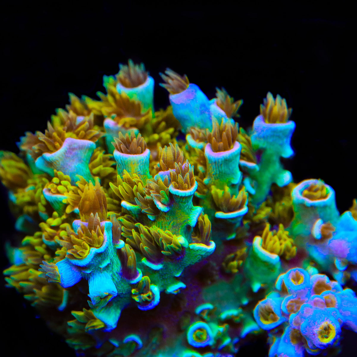 TSA Blueberry Mai Tai Tenuis Acropora Coral – Top Shelf Aquatics