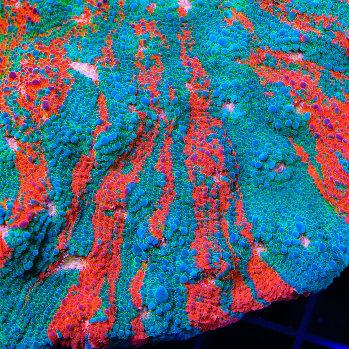 TSA Nightmare on Elm Chalice Coral – Top Shelf Aquatics