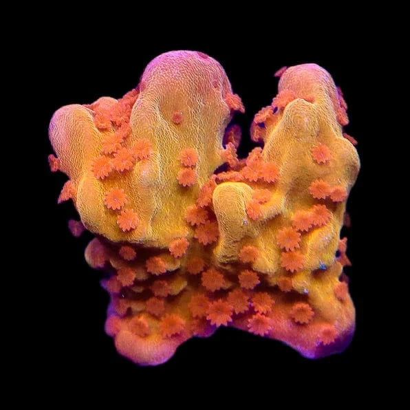 TSA Orange Peel Setosa Montipora Coral – Top Shelf Aquatics