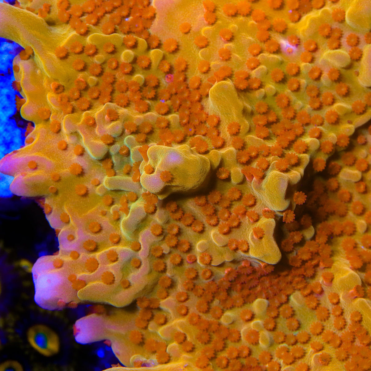 TSA Orange Peel Setosa Montipora Coral – Top Shelf Aquatics