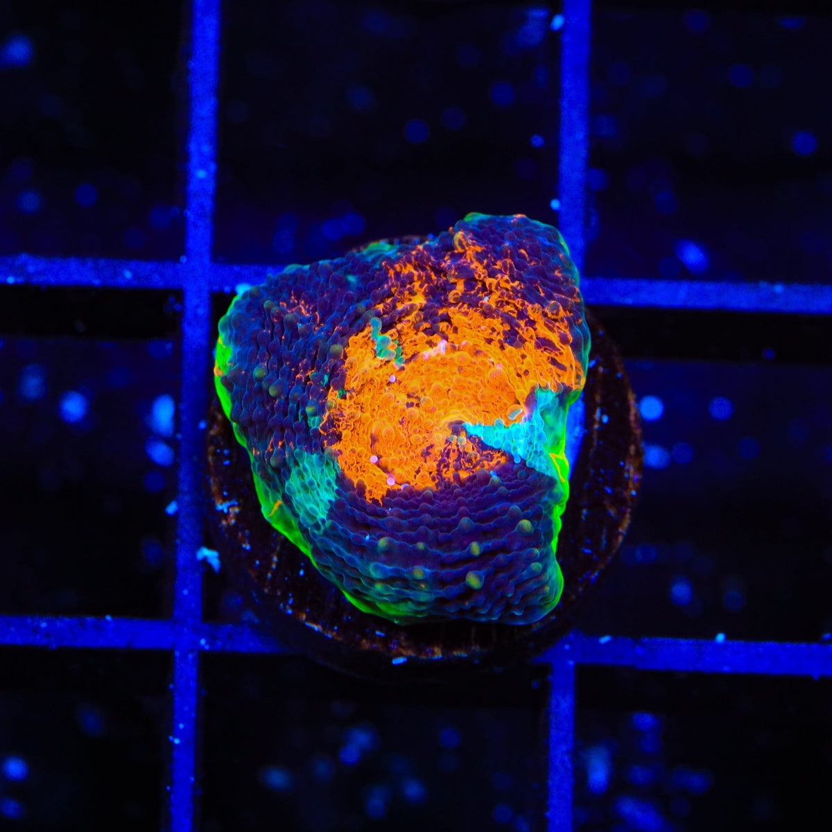 TSA Color Splash Echinata Coral – Top Shelf Aquatics