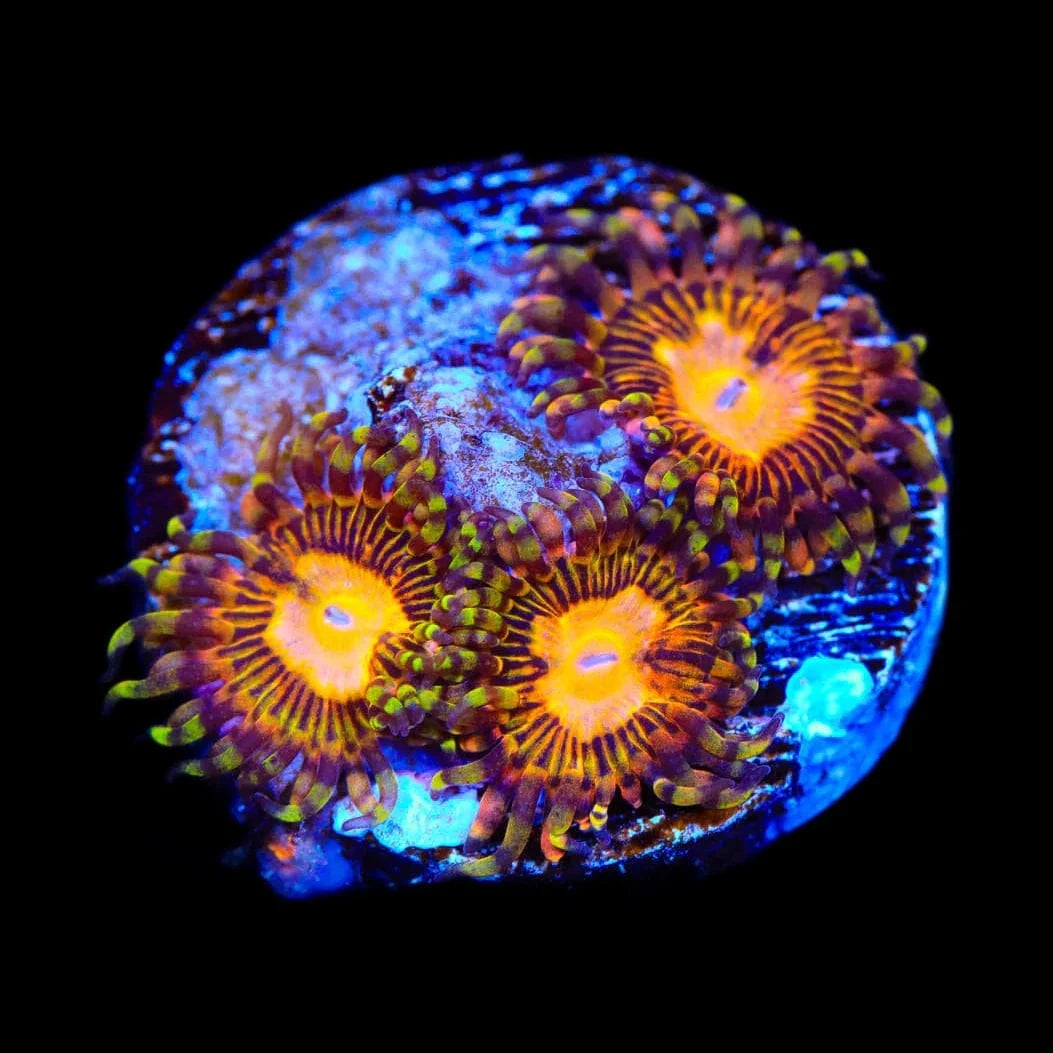 TSA Party On Zoanthids Coral – Top Shelf Aquatics