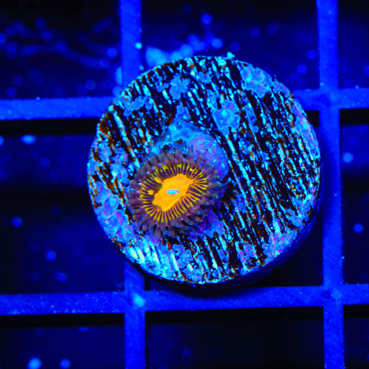 TSA Party On Zoanthids Coral – Top Shelf Aquatics