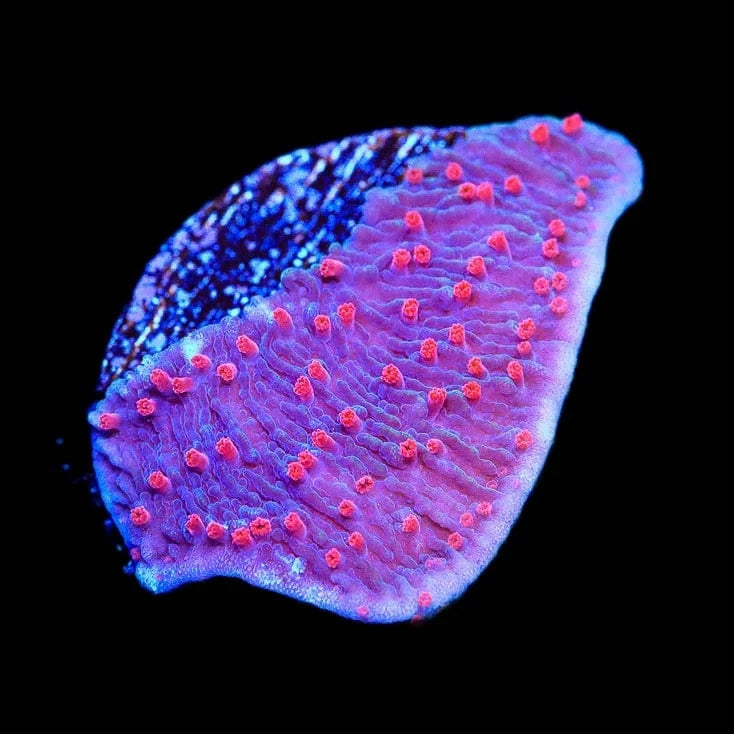 TSA Periwinkle Pa50xSSion Montipora Cap Coral – Top Shelf Aquatics
