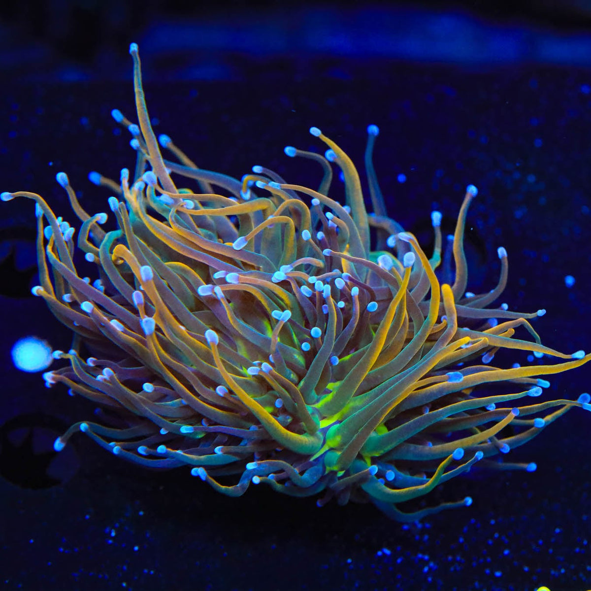TSA Pot of Gold Torch Coral – Top Shelf Aquatics