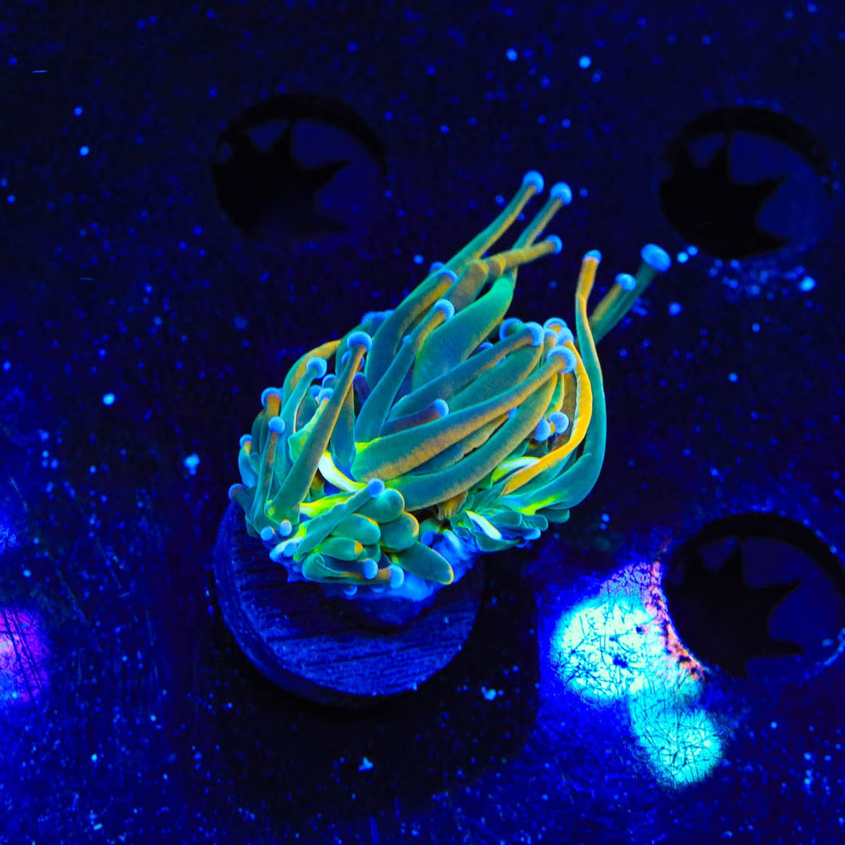 TSA Pot of Gold Torch Coral – Top Shelf Aquatics