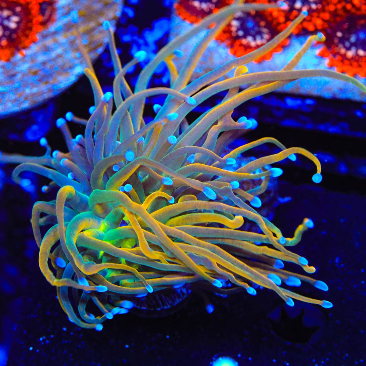 TSA Pot of Gold Torch Coral – Top Shelf Aquatics