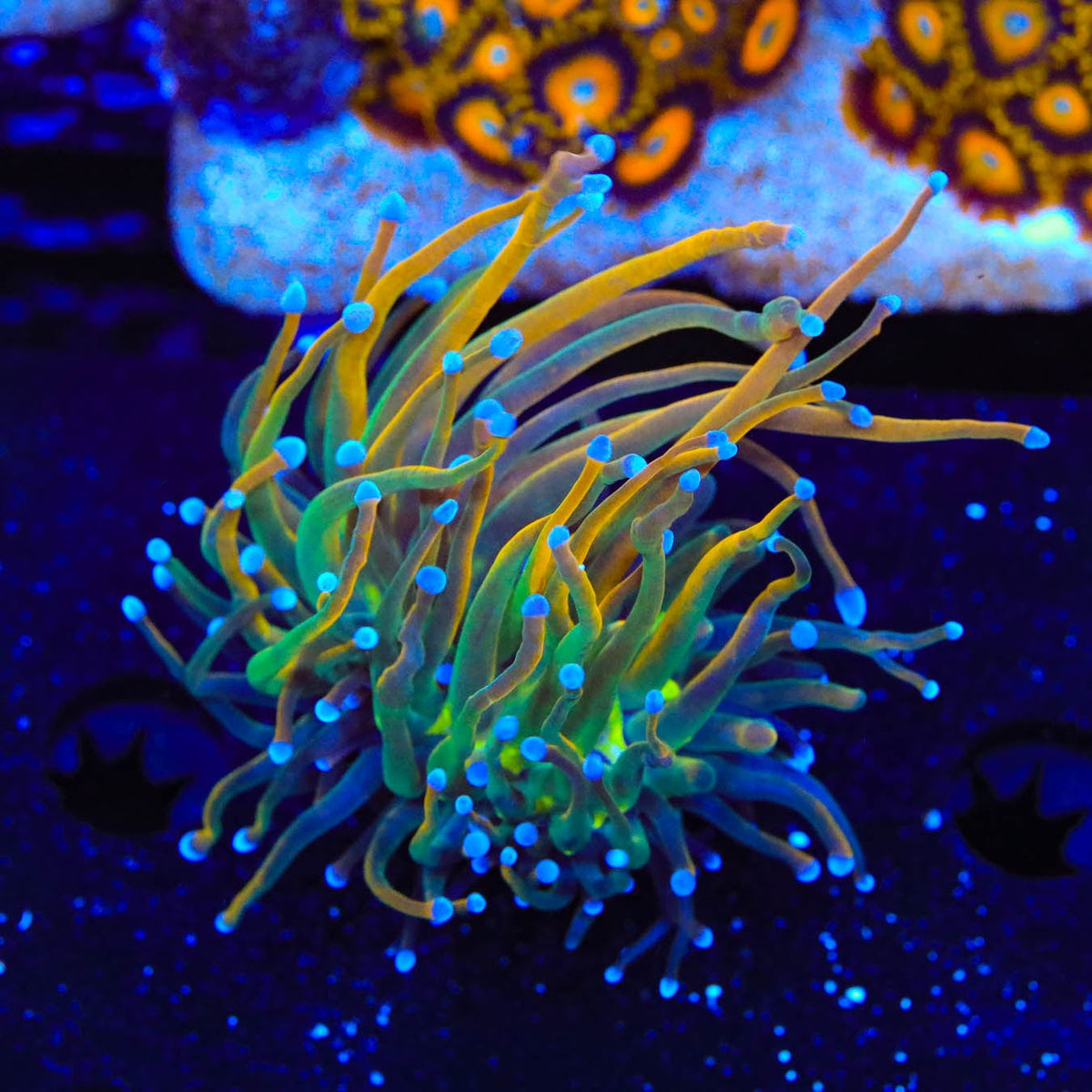 TSA Pot of Gold Torch Coral – Top Shelf Aquatics