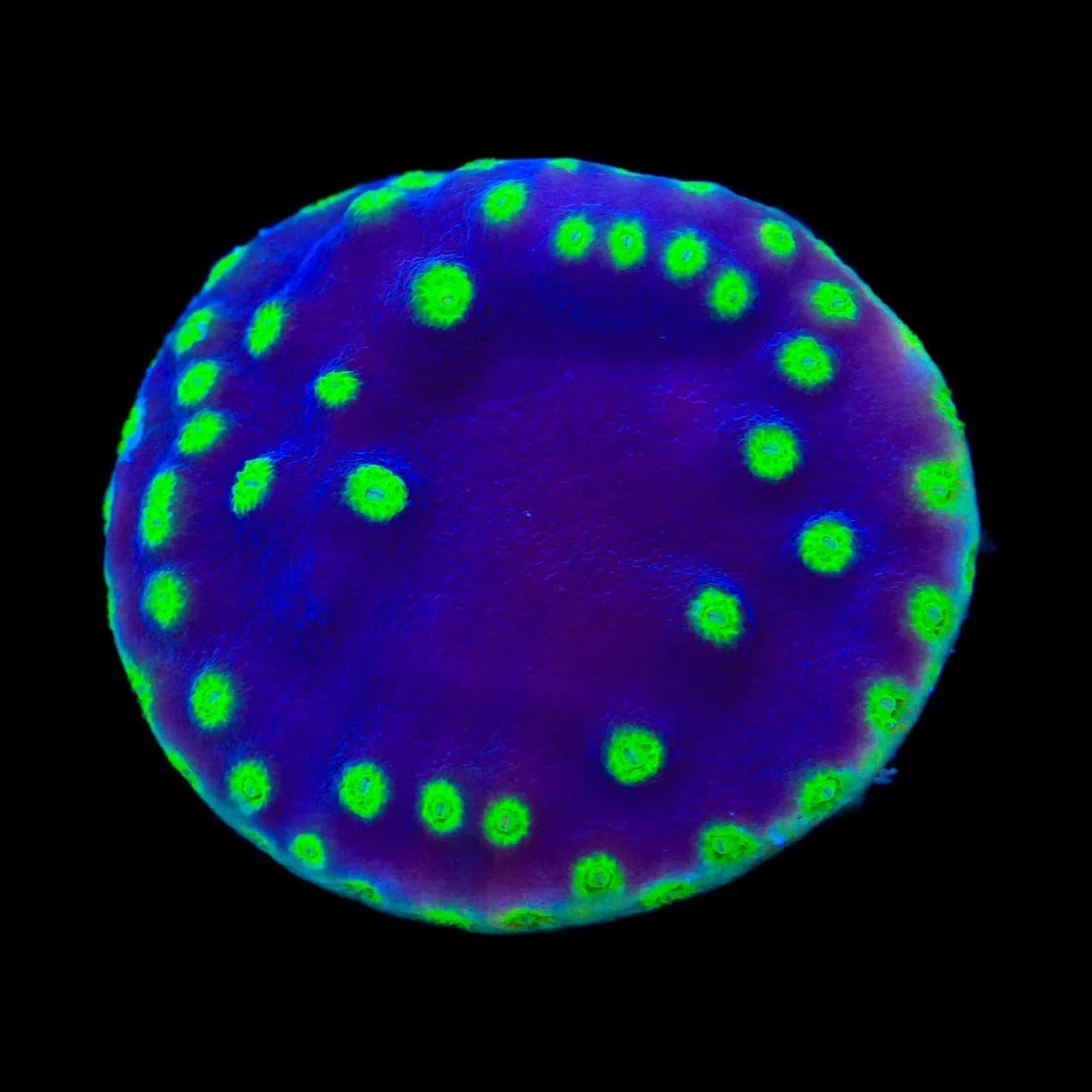 TSA Purple Dinosaur Scroll Coral – Top Shelf Aquatics