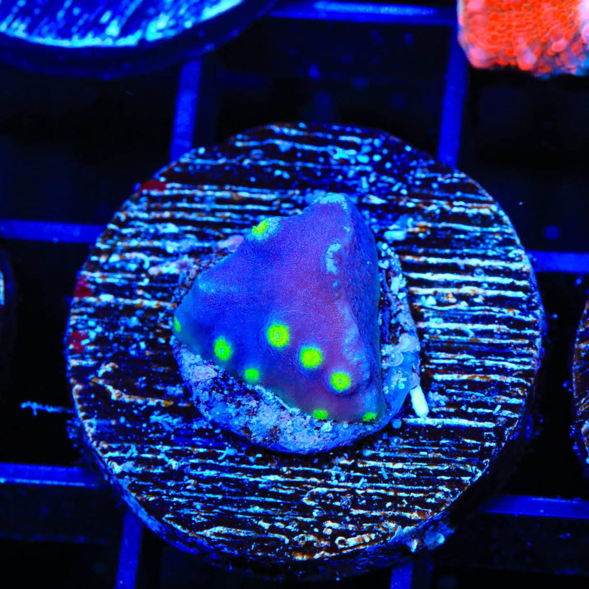 TSA Purple Dinosaur Scroll Coral – Top Shelf Aquatics