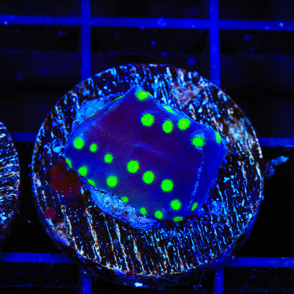 TSA Purple Dinosaur Scroll Coral – Top Shelf Aquatics