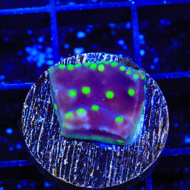 TSA Purple Dinosaur Scroll Turbinaria Coral – Top Shelf Aquatics