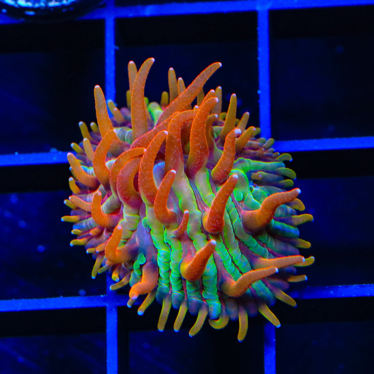 TSA Rainbow Blanka Plate Coral – Top Shelf Aquatics