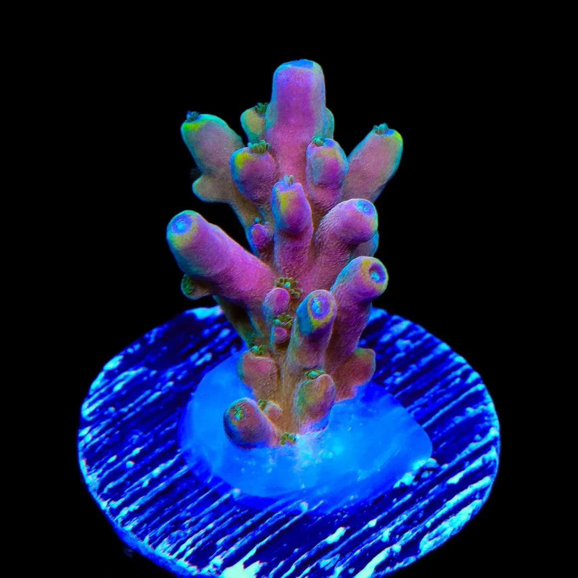 TSA Rainbow Fever Acropora Coral – Top Shelf Aquatics