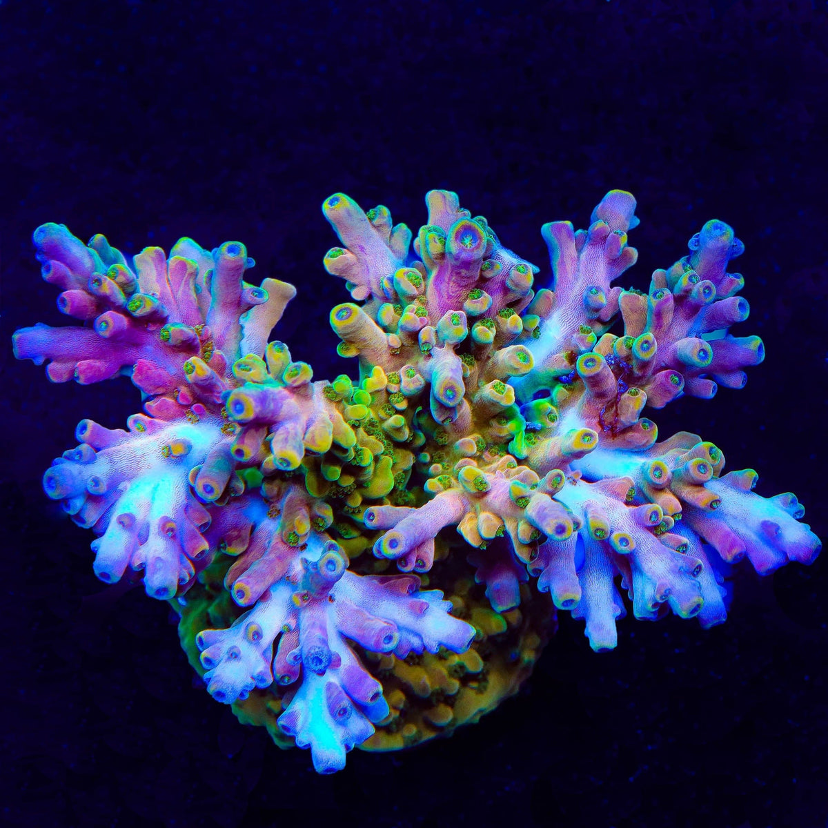 TSA Rainbow Fever Acropora Coral – Top Shelf Aquatics