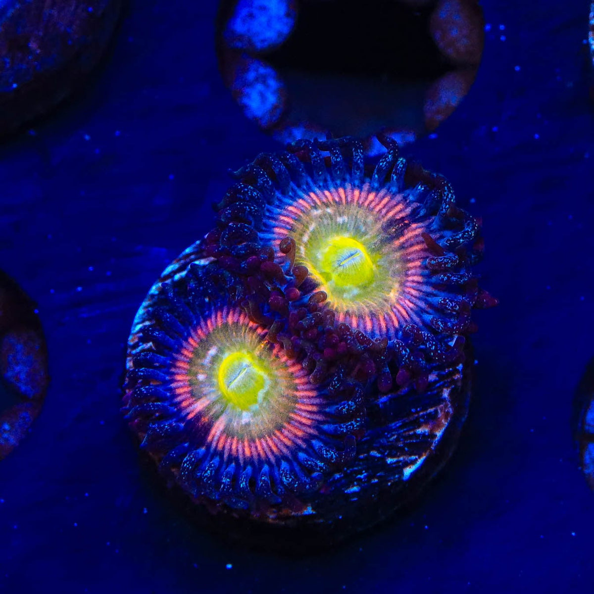 TSA Rainbow Spectrum Zoanthids Coral – Top Shelf Aquatics