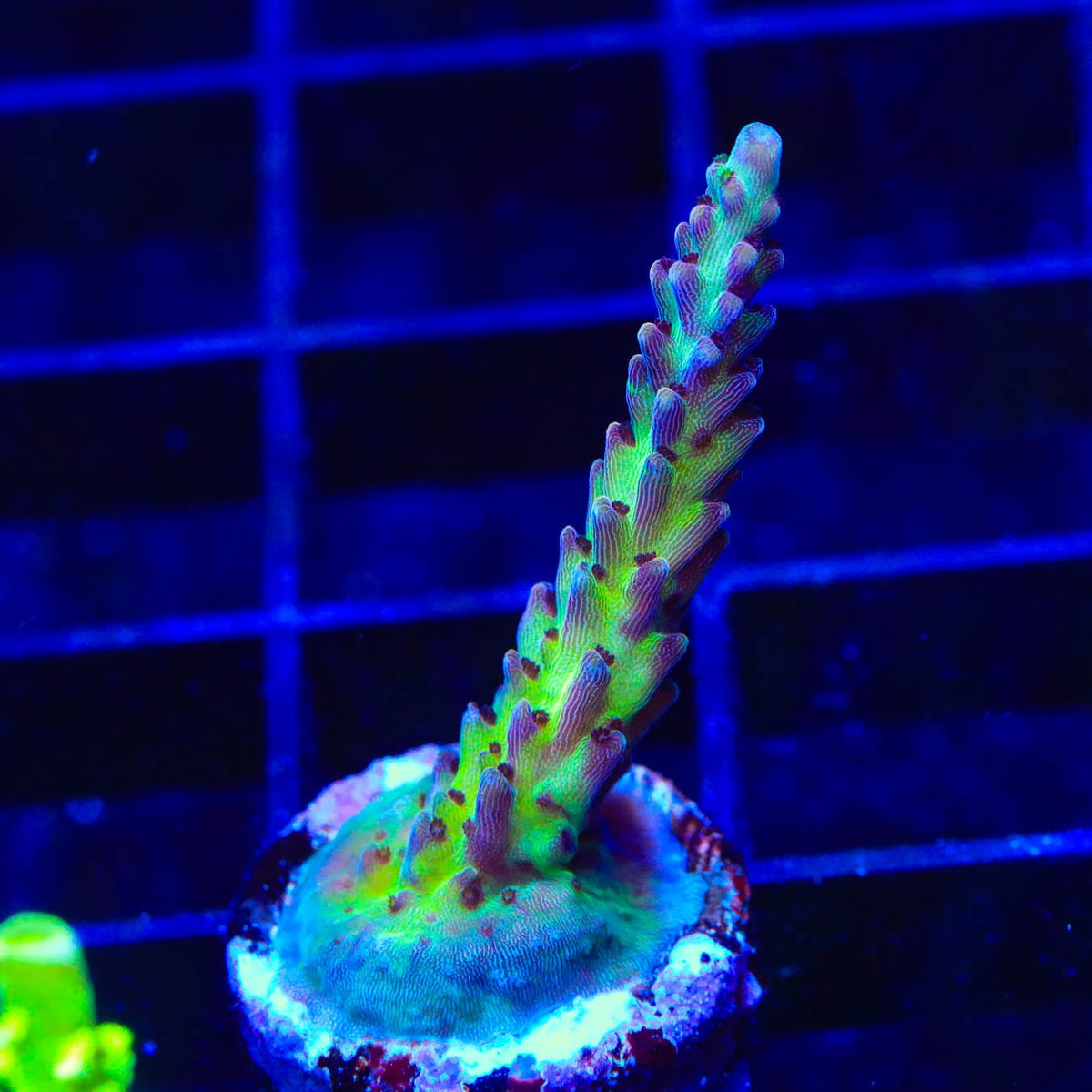 TSA Raspberry Limeade Acropora Coral – Top Shelf Aquatics