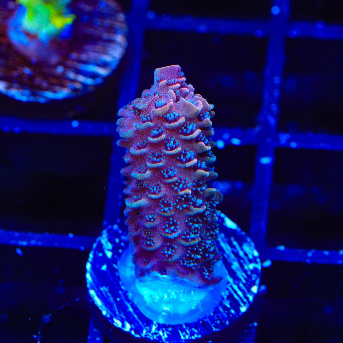 TSA Raspberry Spathulata Acropora Coral – Top Shelf Aquatics