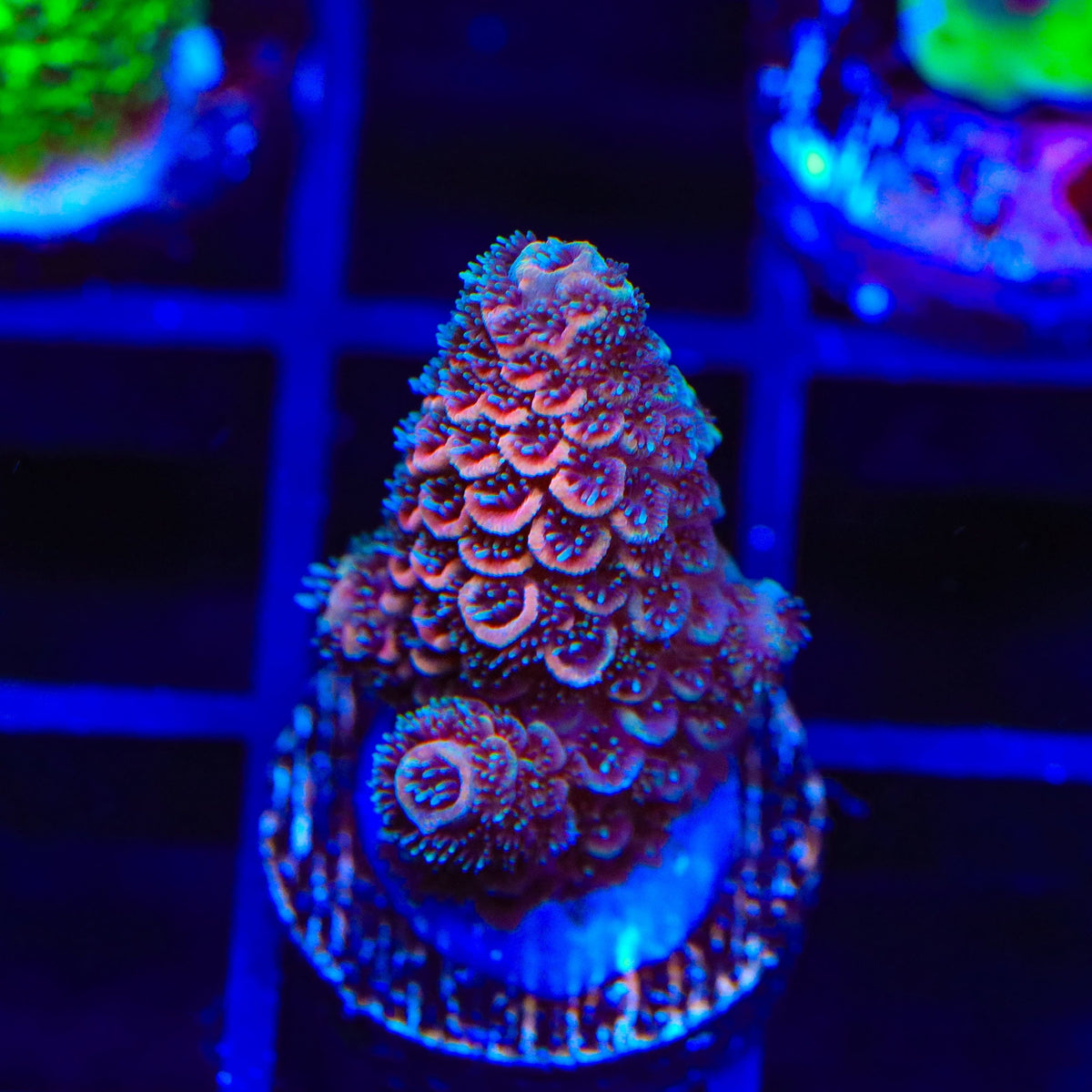 TSA Raspberry Spathulata Acropora Coral – Top Shelf Aquatics