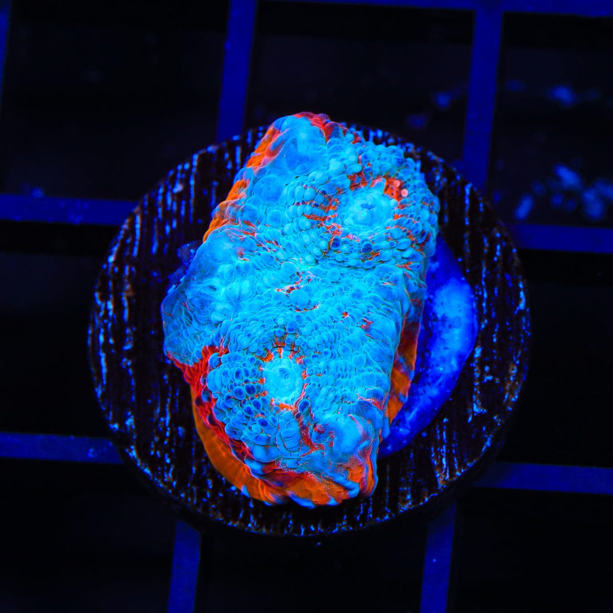 TSA Red Light District Chalice Coral – Top Shelf Aquatics