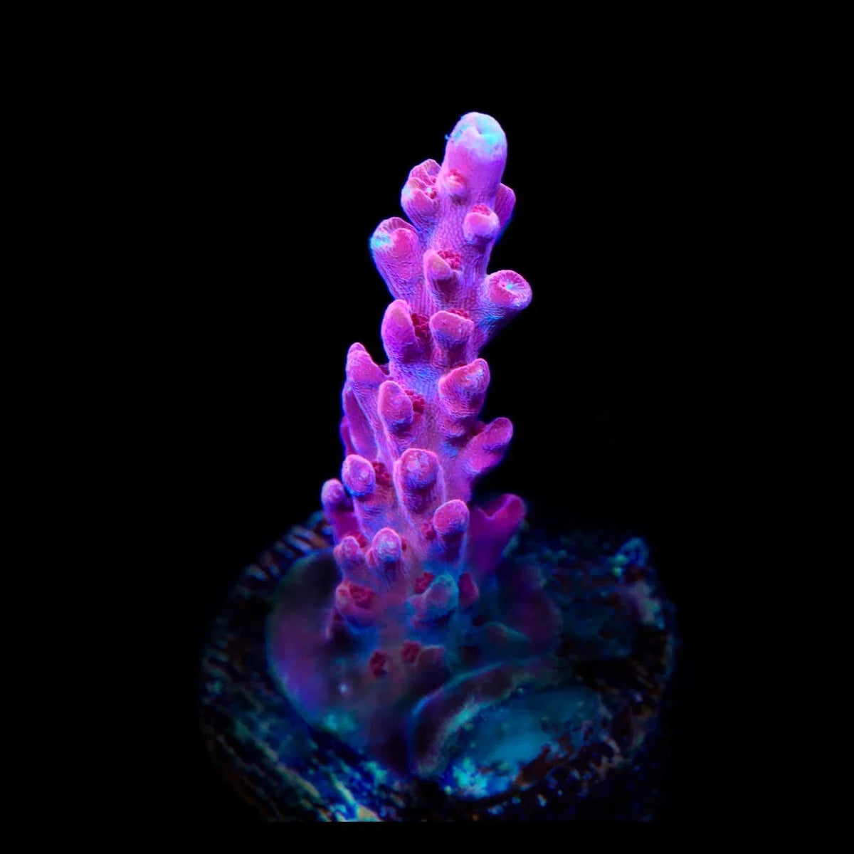 TSA Red Robin Acropora Coral – Top Shelf Aquatics