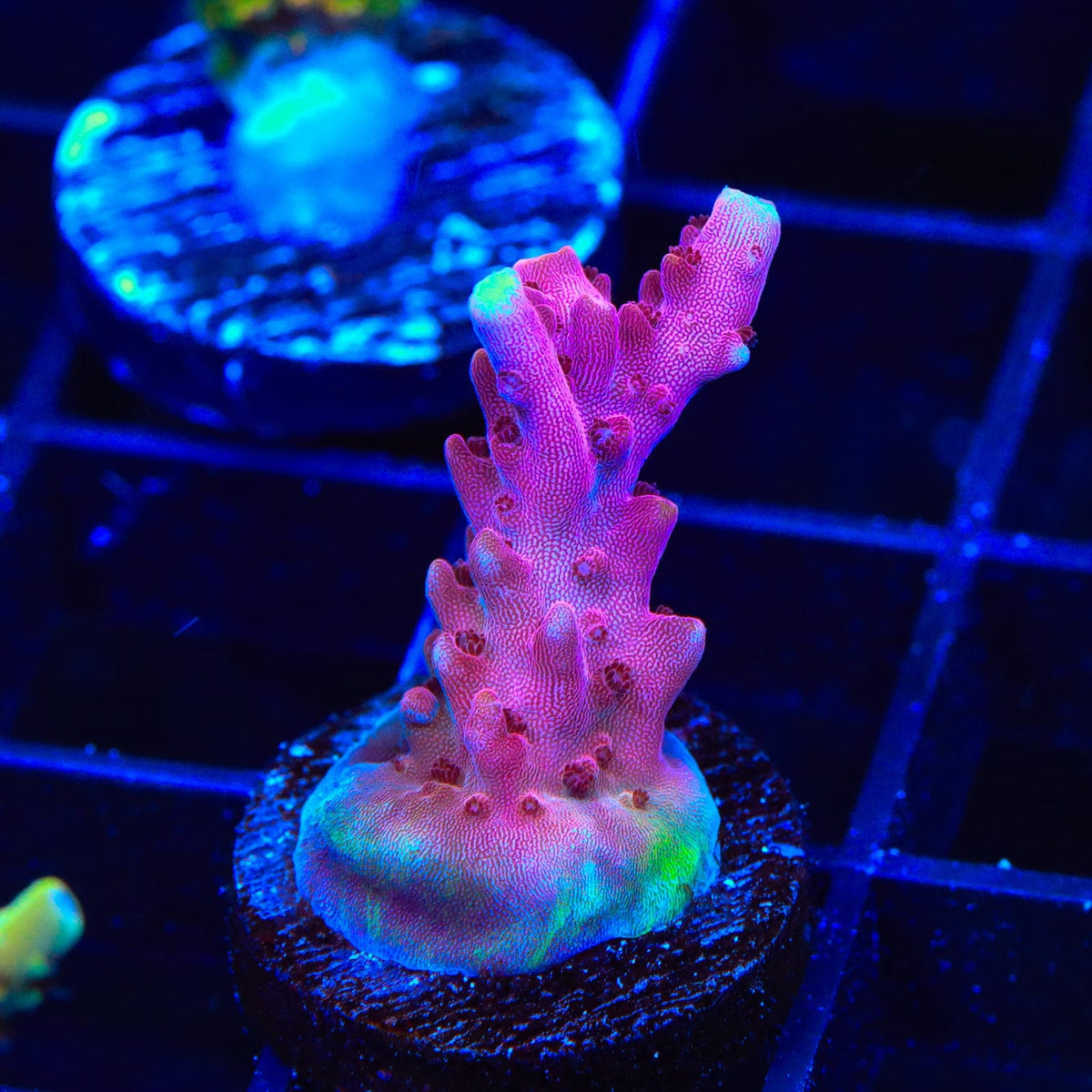 TSA Red Robin Acropora Coral – Top Shelf Aquatics