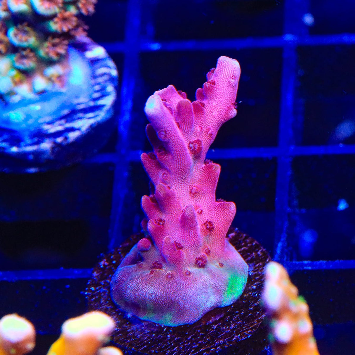 TSA Red Robin Acropora Coral – Top Shelf Aquatics