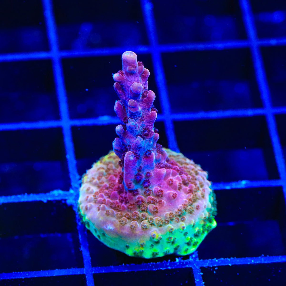 TSA Red Robin Acropora Coral – Top Shelf Aquatics