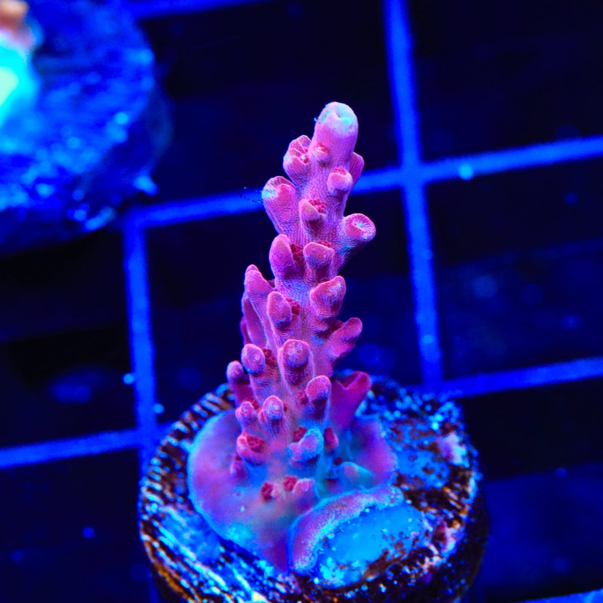 TSA Red Robin Acropora Coral – Top Shelf Aquatics