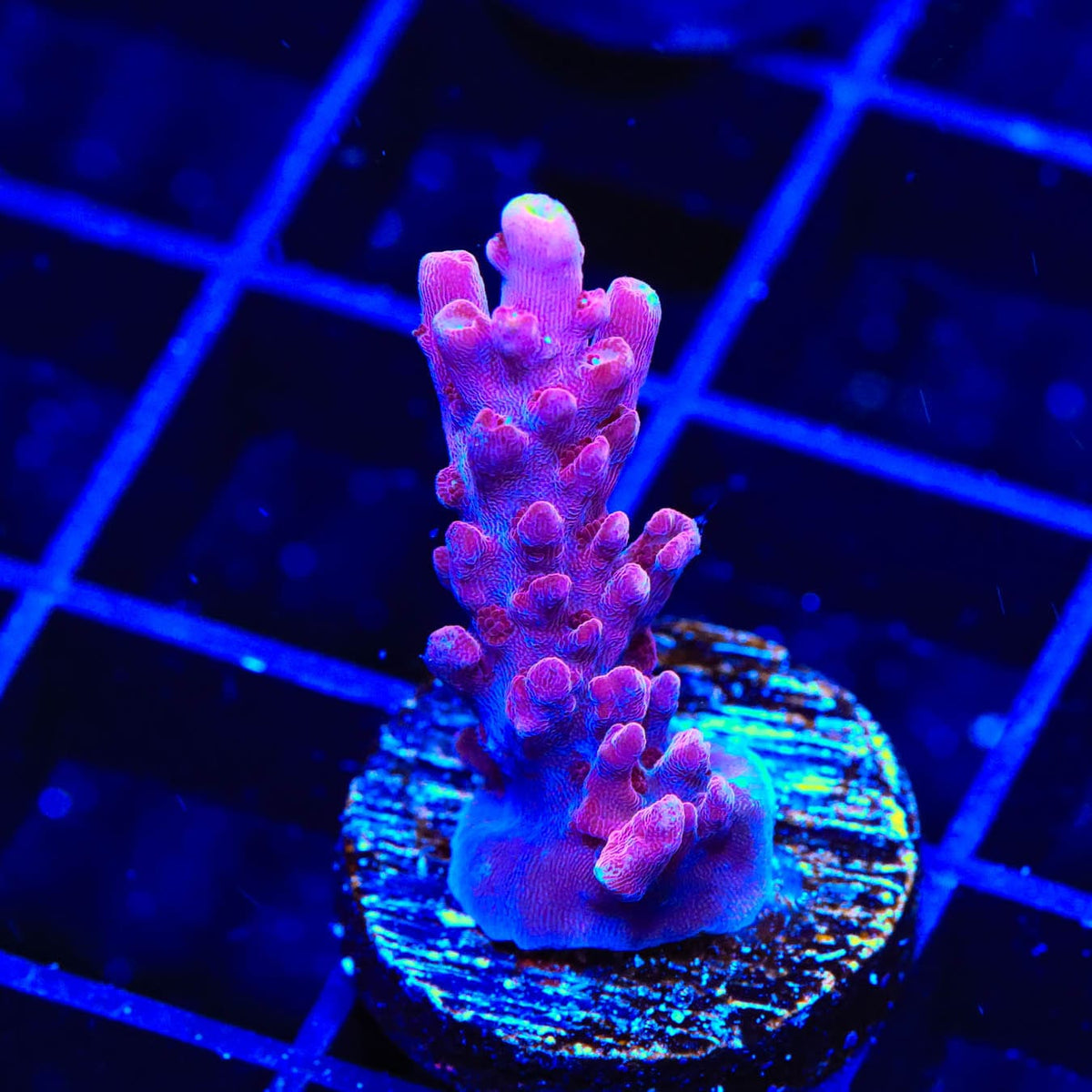 TSA Red Robin Acropora Coral – Top Shelf Aquatics