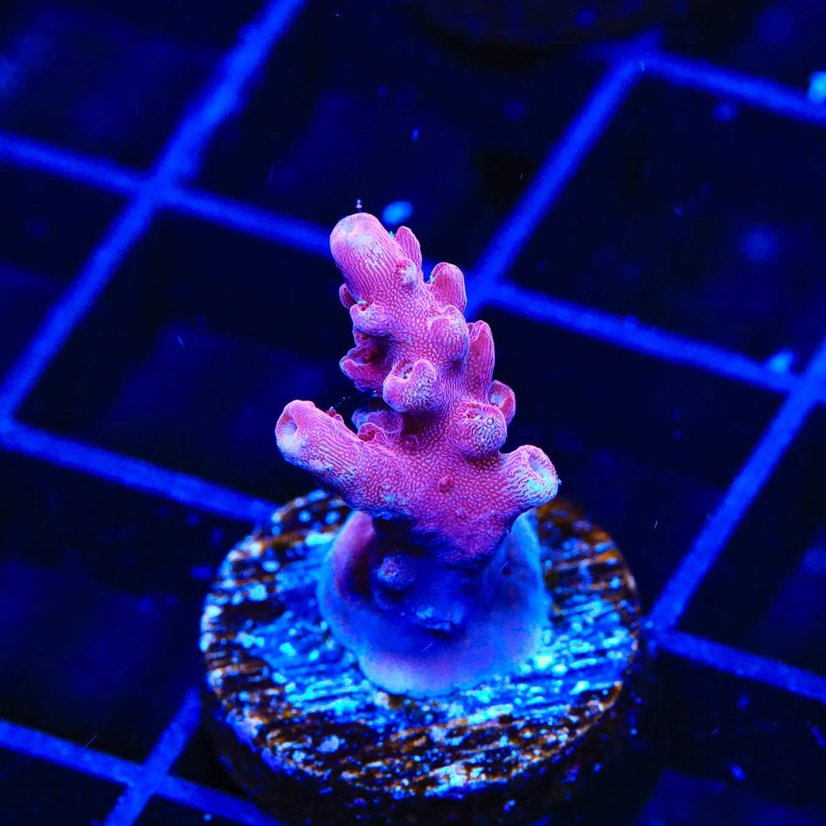 TSA Red Robin Acropora Coral – Top Shelf Aquatics