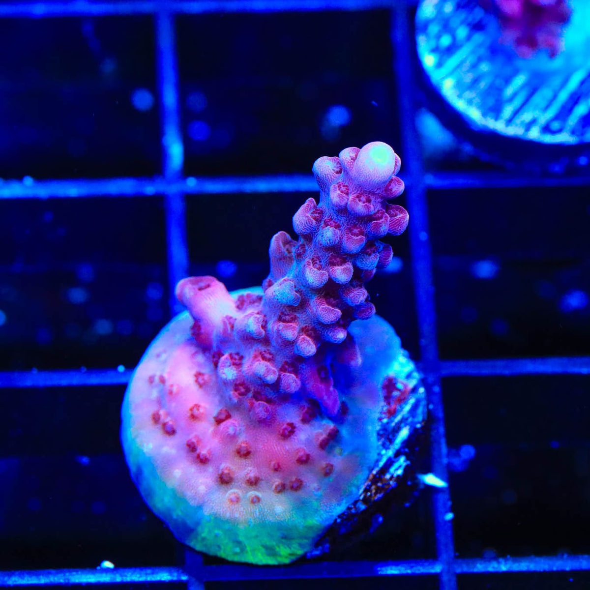 TSA Red Robin Acropora Coral – Top Shelf Aquatics