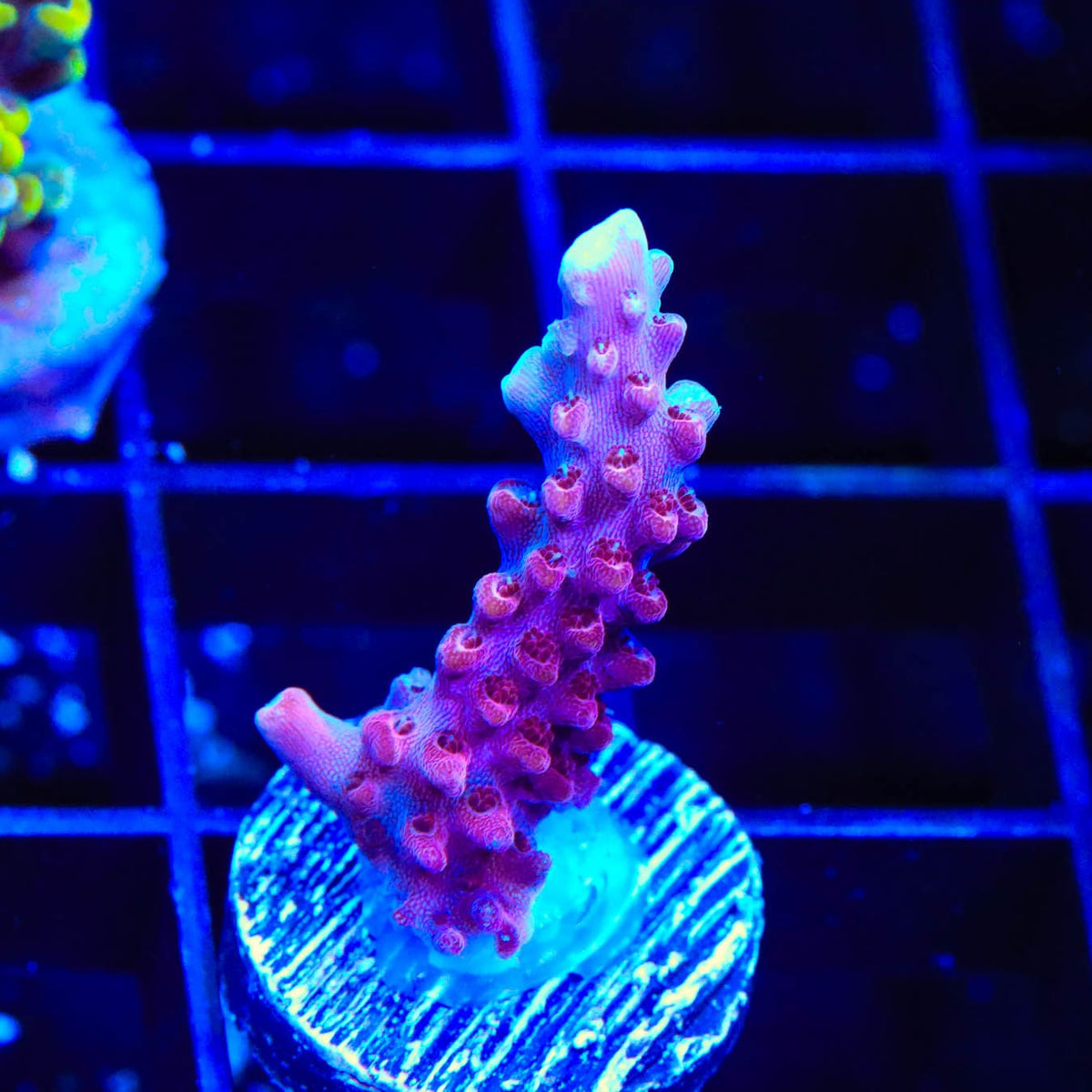 TSA Red Robin Acropora Coral – Top Shelf Aquatics