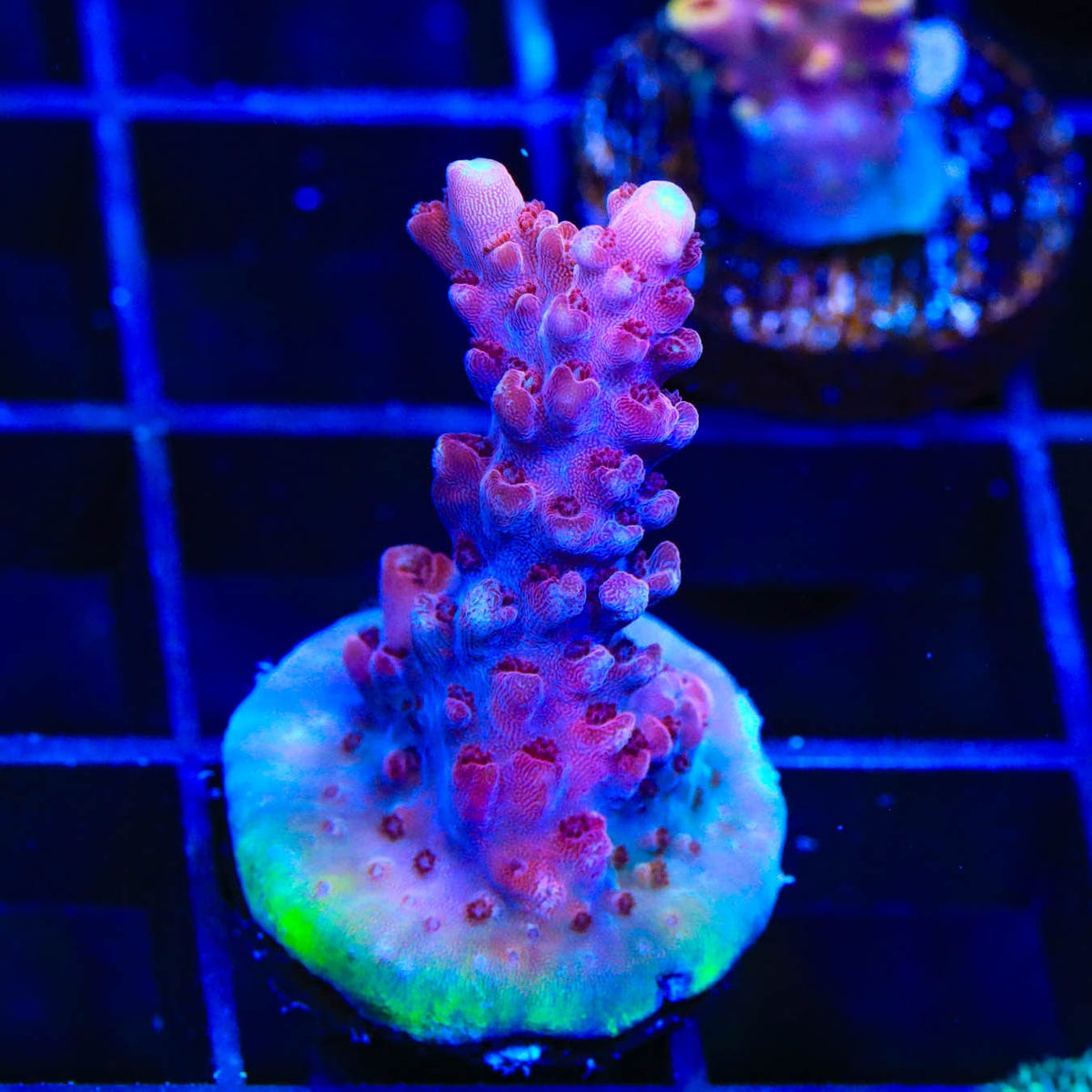TSA Red Robin Acropora Coral – Top Shelf Aquatics