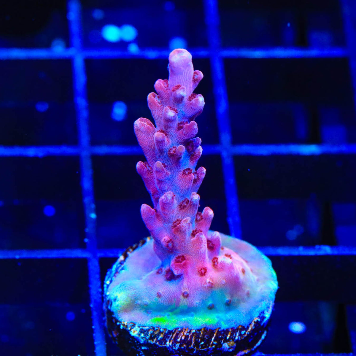 TSA Red Robin Acropora Coral – Top Shelf Aquatics