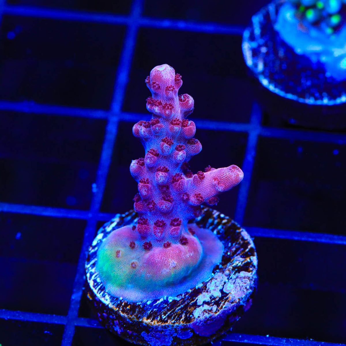 TSA Red Robin Acropora Coral – Top Shelf Aquatics