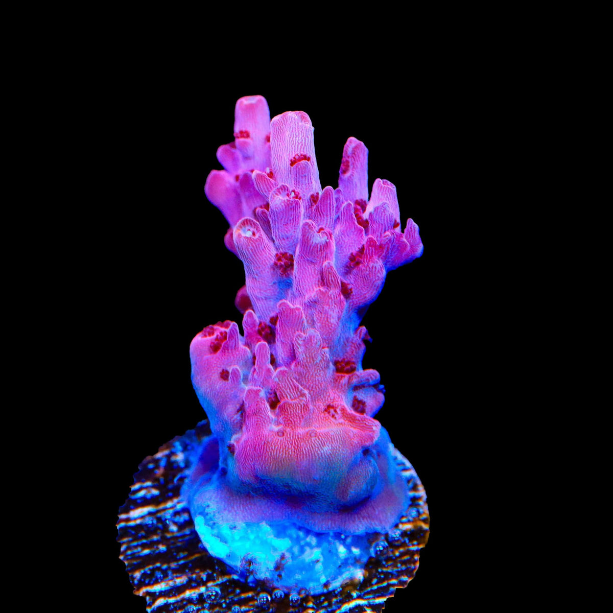 TSA Red Robin Acropora Coral – Top Shelf Aquatics