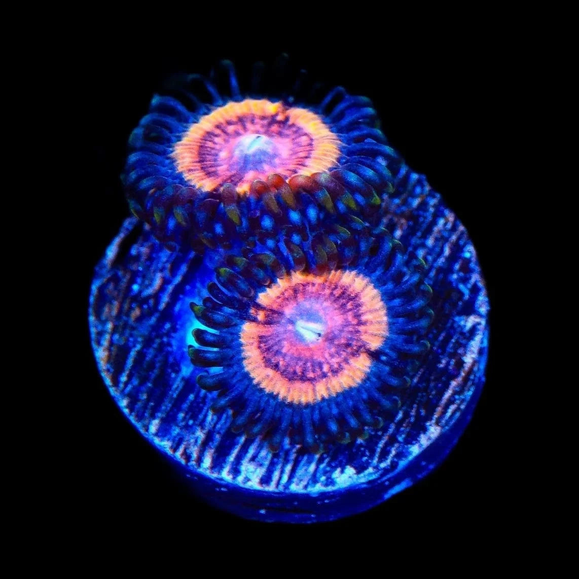 TSA Red Rocket Zoanthids Coral – Top Shelf Aquatics