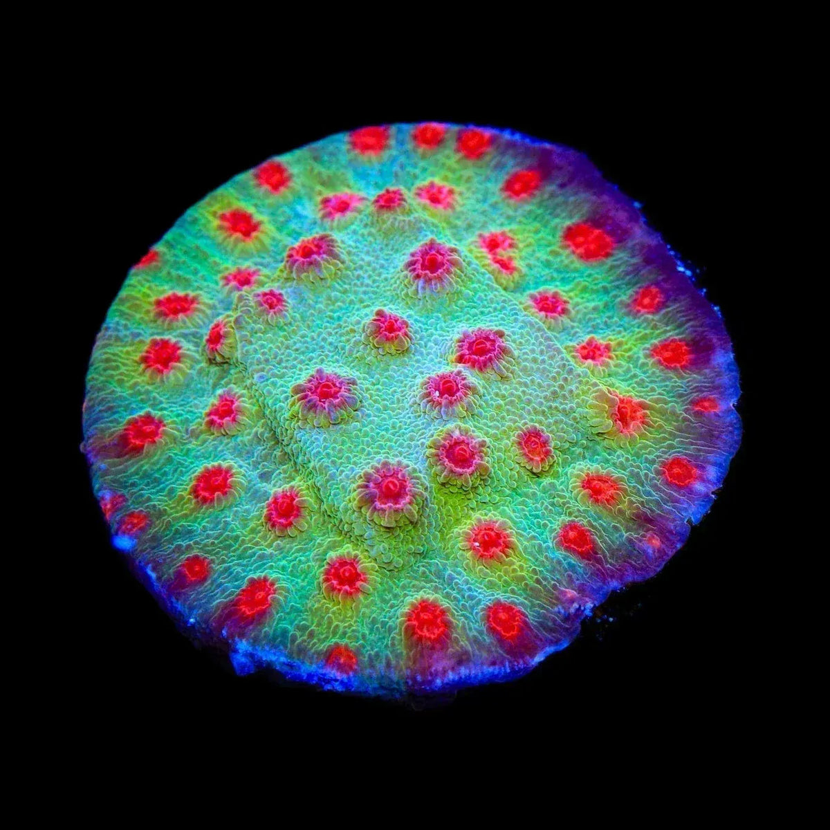 TSA Rocketman Cyphastrea Coral – Top Shelf Aquatics