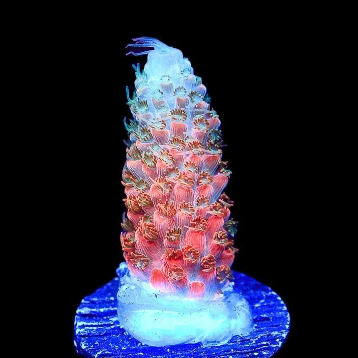 TSA Rose Bloom Acropora Coral – Top Shelf Aquatics