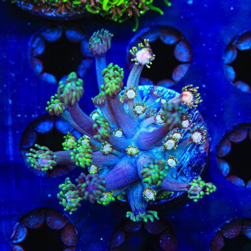 TSA Rose Petal Goniopora Coral – Top Shelf Aquatics